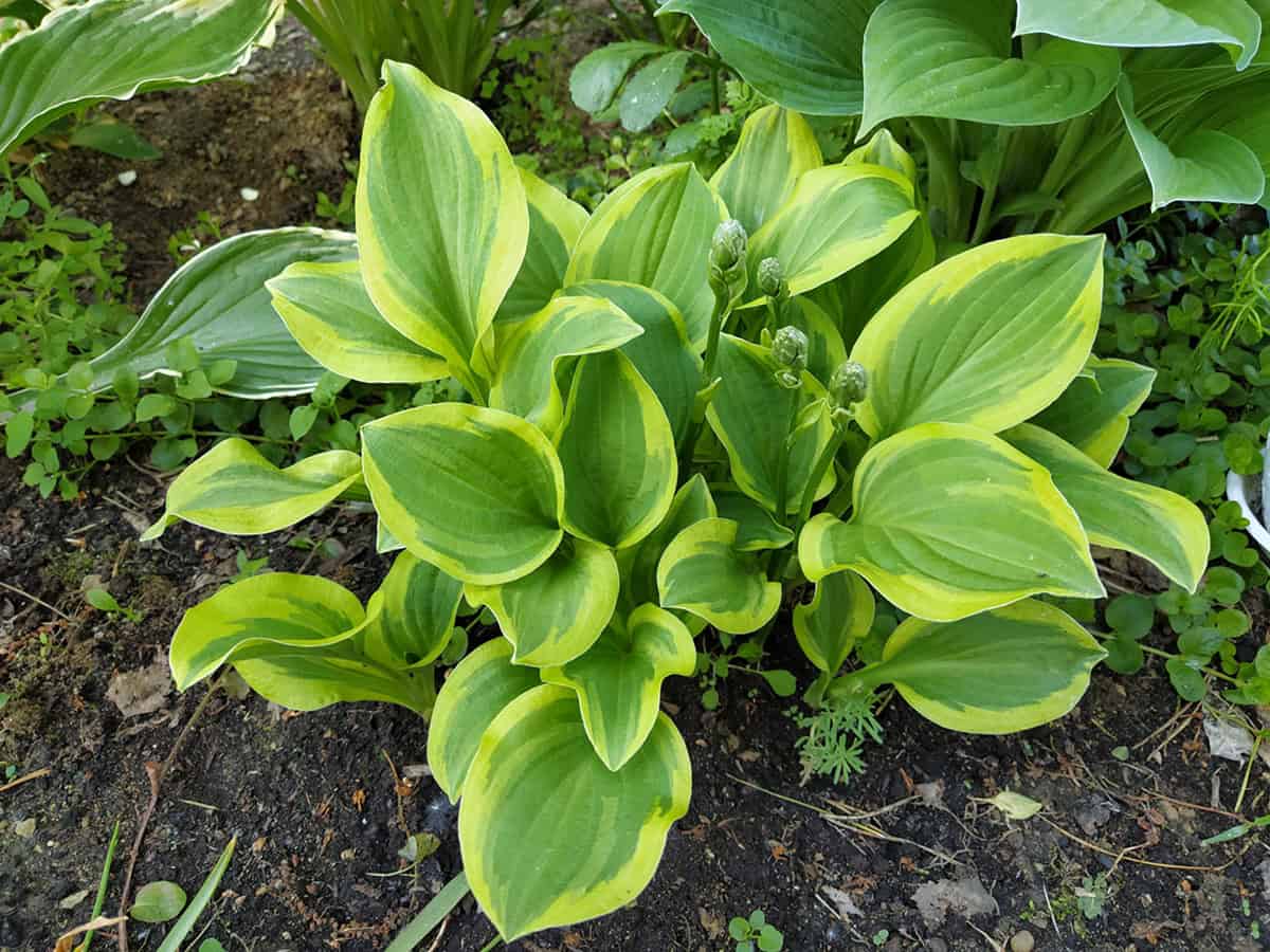 How to Grow and Care For Hosta - Plantglossary