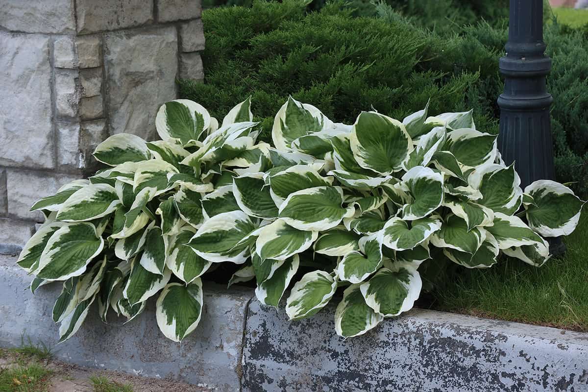 How to Grow and Care For Hosta - Plantglossary