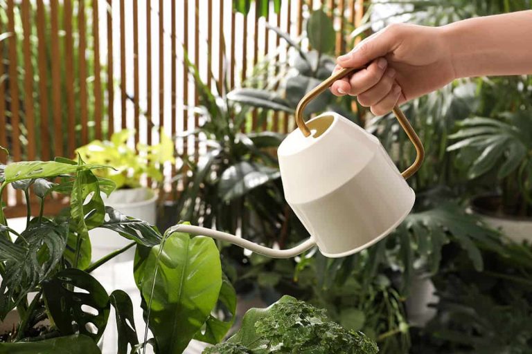 How to Water Houseplants (with Watering Charts) - Plantglossary