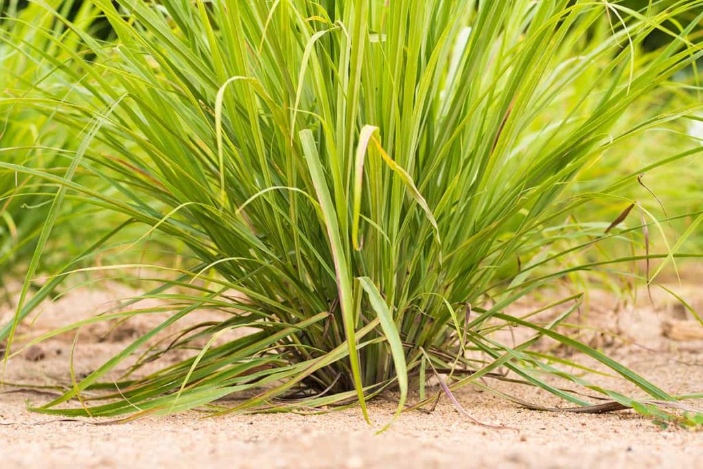 How To Grow And Care For A Citronella Plant - Plantglossary