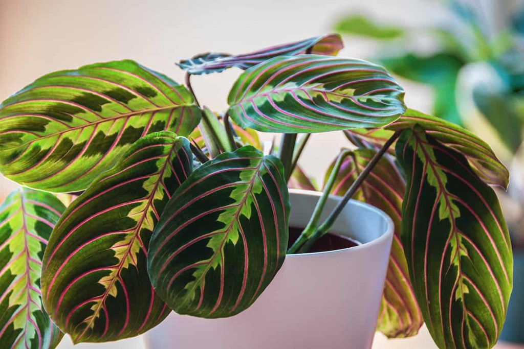 How to Care For and Maintain Prayer Plants - Plantglossary