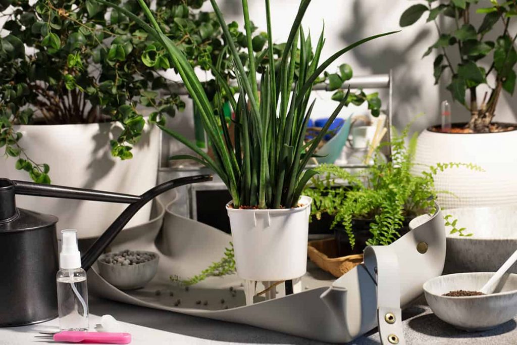 How to Create a Houseplant Care Routine - Plantglossary