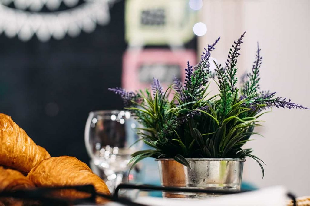How to Grow Lavender Indoors - Plantglossary