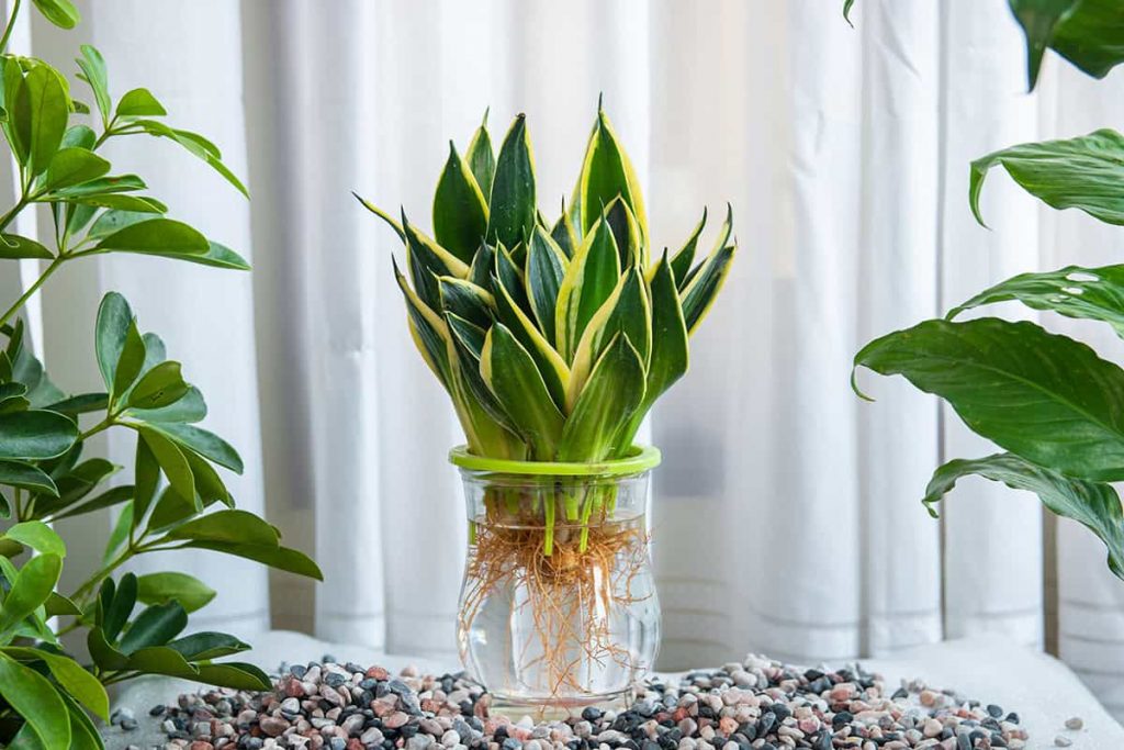 How to Grow Snake Plants in Water - Plantglossary