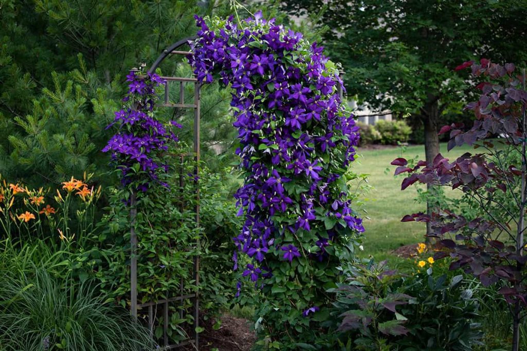 How to Grow and Care For Clematis Vine - Plantglossary