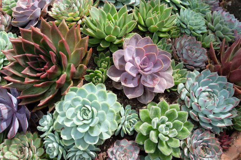 30 Stunning Varieties of Hens and Chicks - Plantglossary