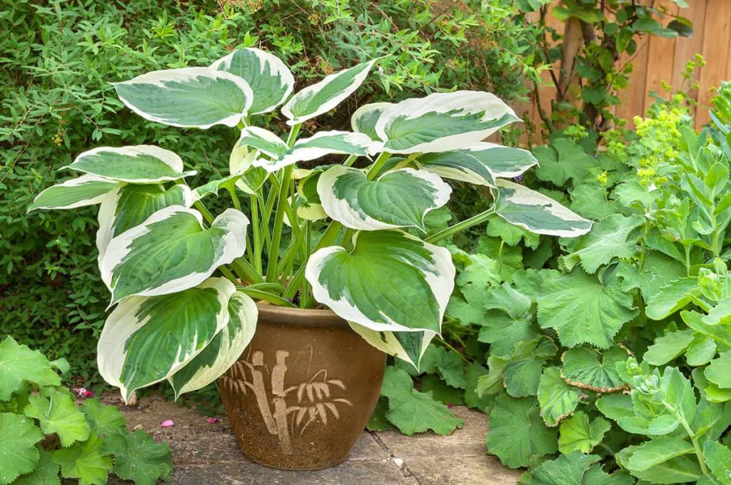 How to Grow and Care For Hosta - Plantglossary