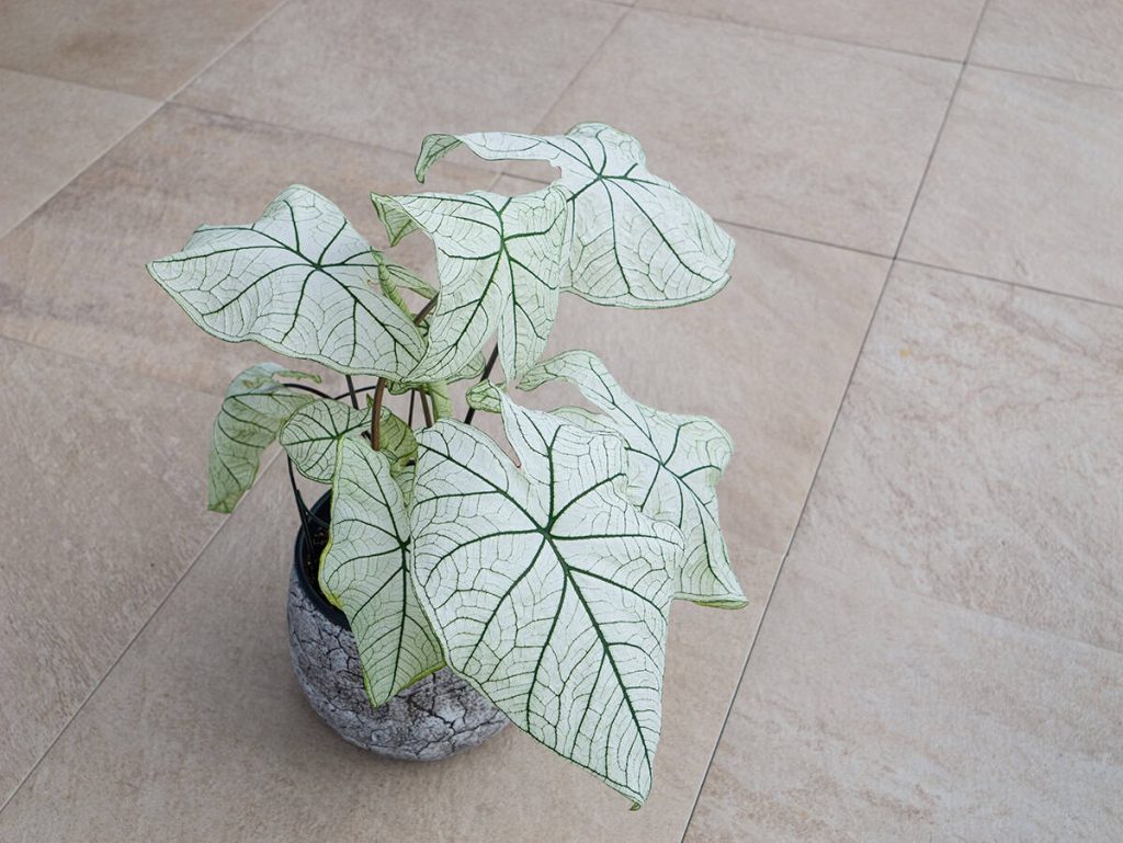 How to Grow and Care For White Christmas Caladium - Plantglossary