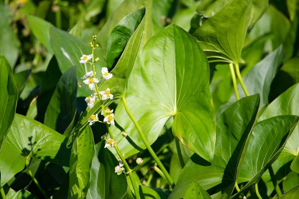 How to Grow and Care for the Arrowhead Plant - Plantglossary