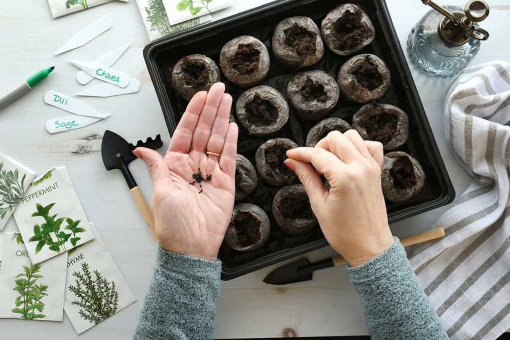 How to Start Seeds Indoors (Step-by-step Guide) - Plantglossary