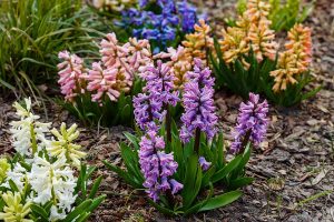 10 Flowers in Season in May – A Guide to Seasonal Blooms - Plantglossary