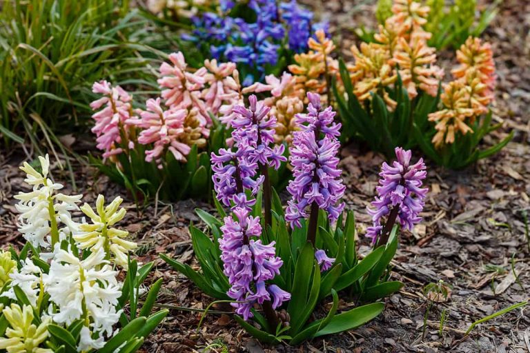 25 Beautiful Flowers to Plant In September - Plantglossary