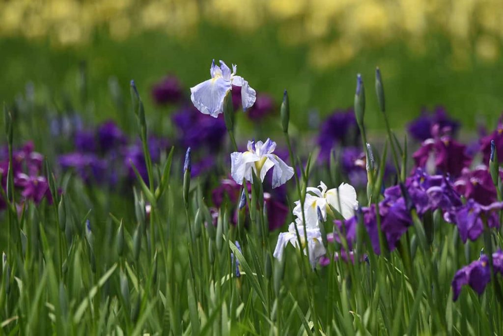 10 Flowers in Season in May – A Guide to Seasonal Blooms - Plantglossary