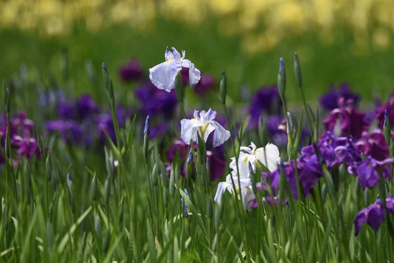10 Flowers in Season in May – A Guide to Seasonal Blooms - Plantglossary