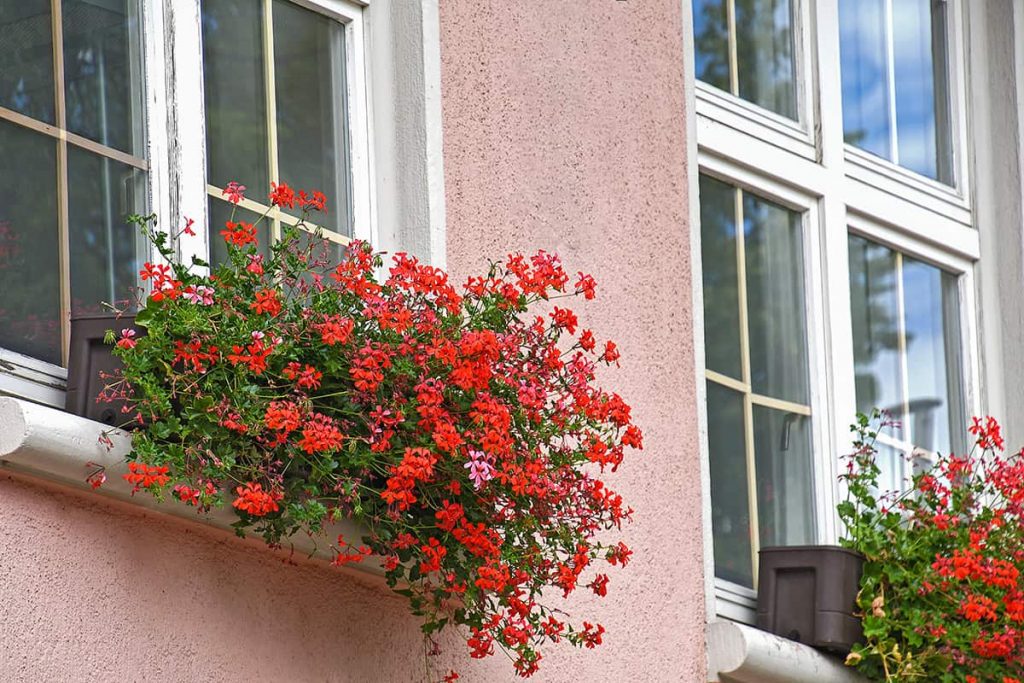 20 Best Flowers for Your Window Boxes - Plantglossary