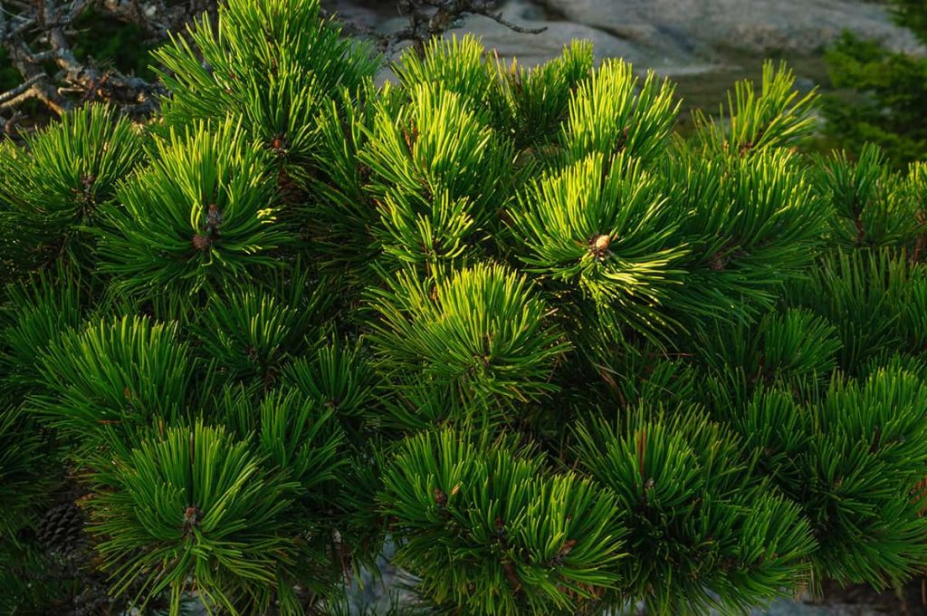 30 Different Types of Pine Trees You Can Grow - Plantglossary