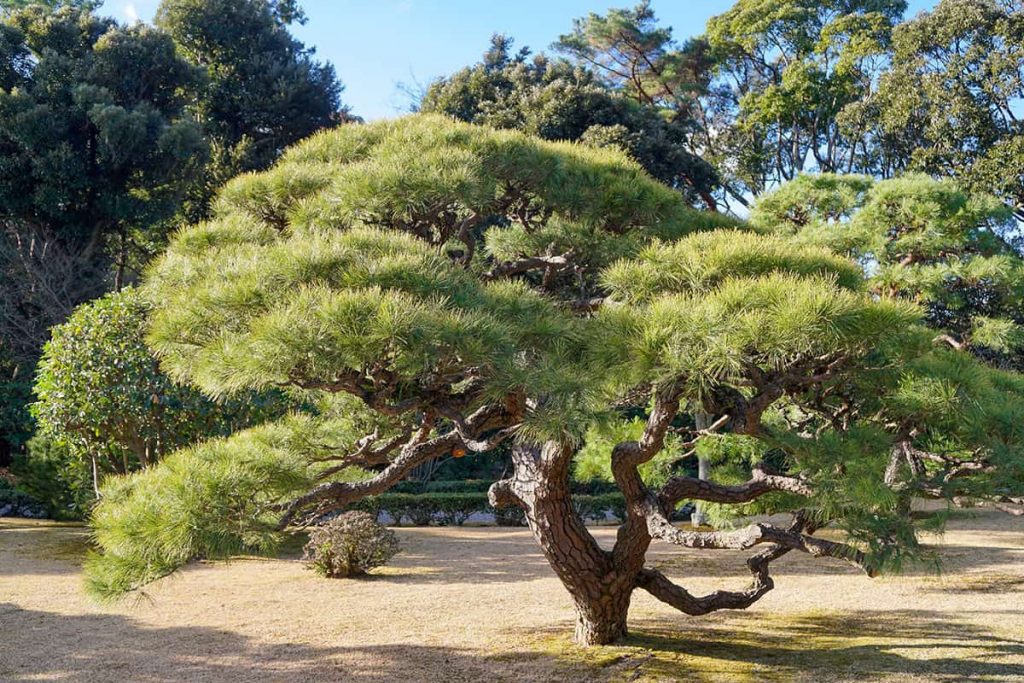 30 Different Types of Pine Trees You Can Grow - Plantglossary