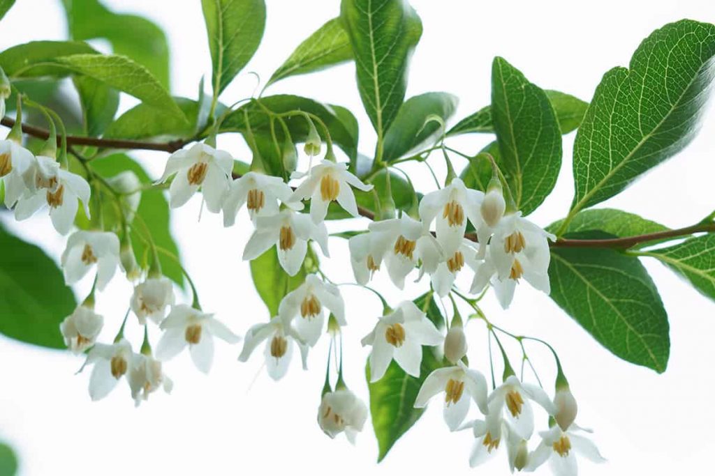18 Spring Blooming Trees to Enhance Your Landscape - Plantglossary