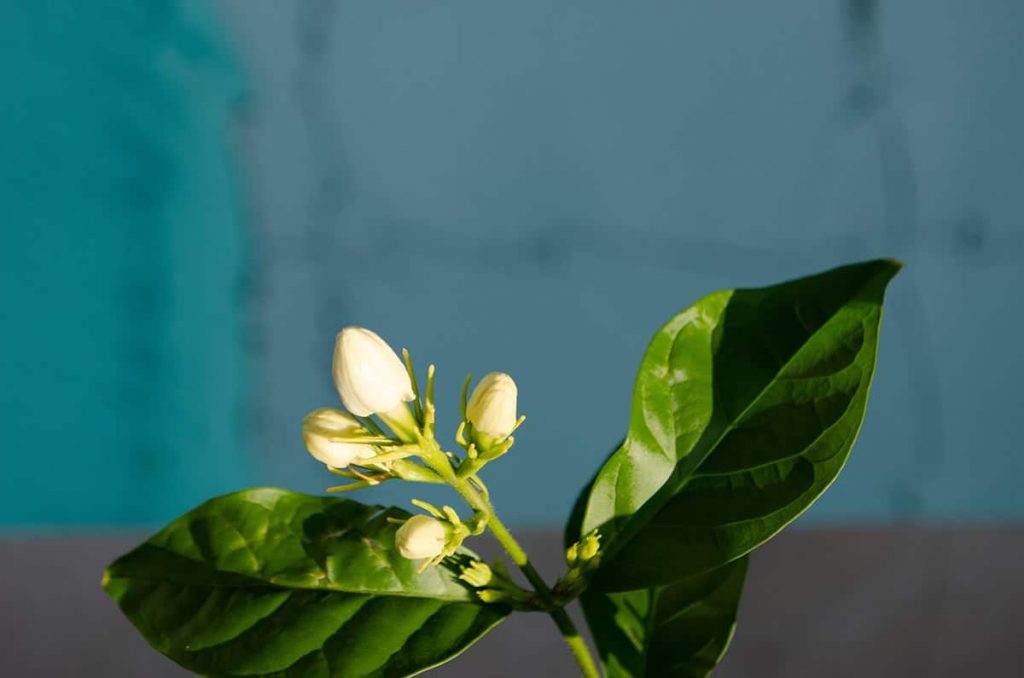 20 Best Plants Around the Pool - Plantglossary