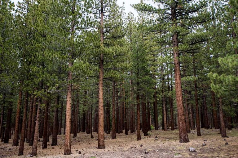 30 Different Types of Pine Trees You Can Grow - Plantglossary