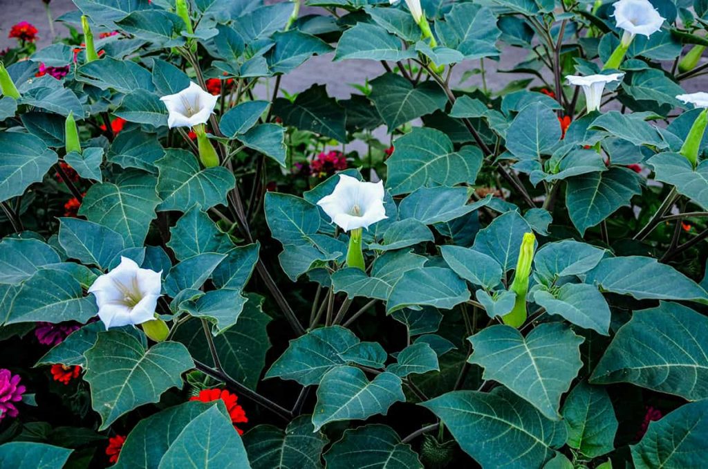 21 Poisonous Plants That Can Harm You - Plantglossary