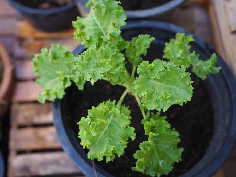 20 Vegetables that Grow in Shade in Pots - Plantglossary