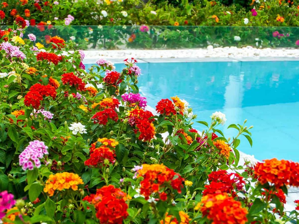 20 Best Plants Around the Pool - Plantglossary