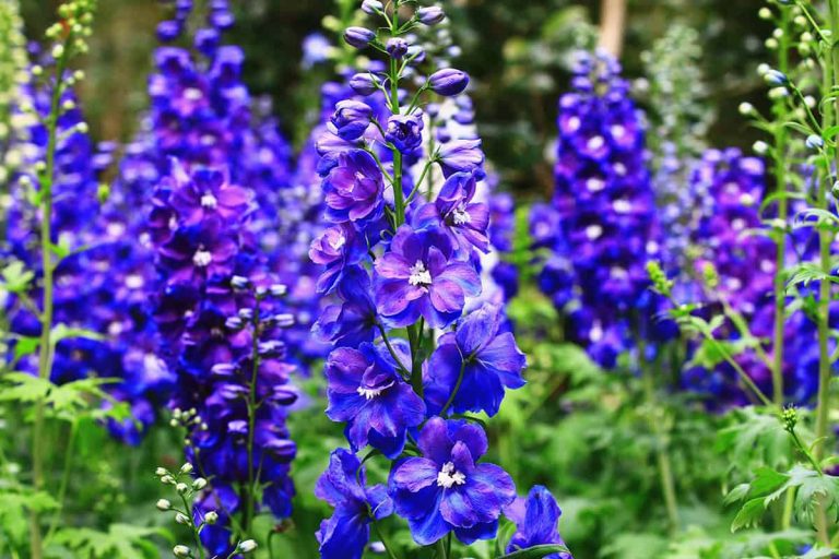 21 Poisonous Plants That Can Harm You - Plantglossary