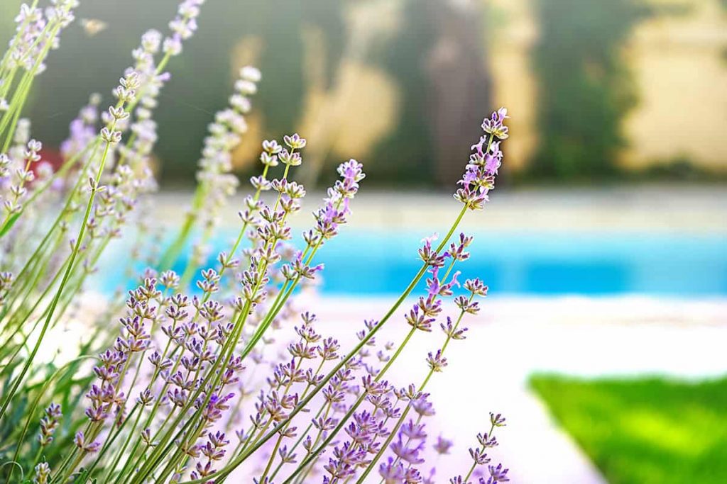 20 Best Plants Around the Pool - Plantglossary