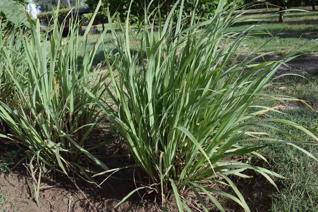 How To Grow And Care For A Citronella Plant - Plantglossary