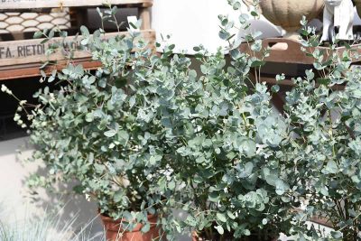 Eucalyptus Plant Care & Growing Guide - Plantglossary