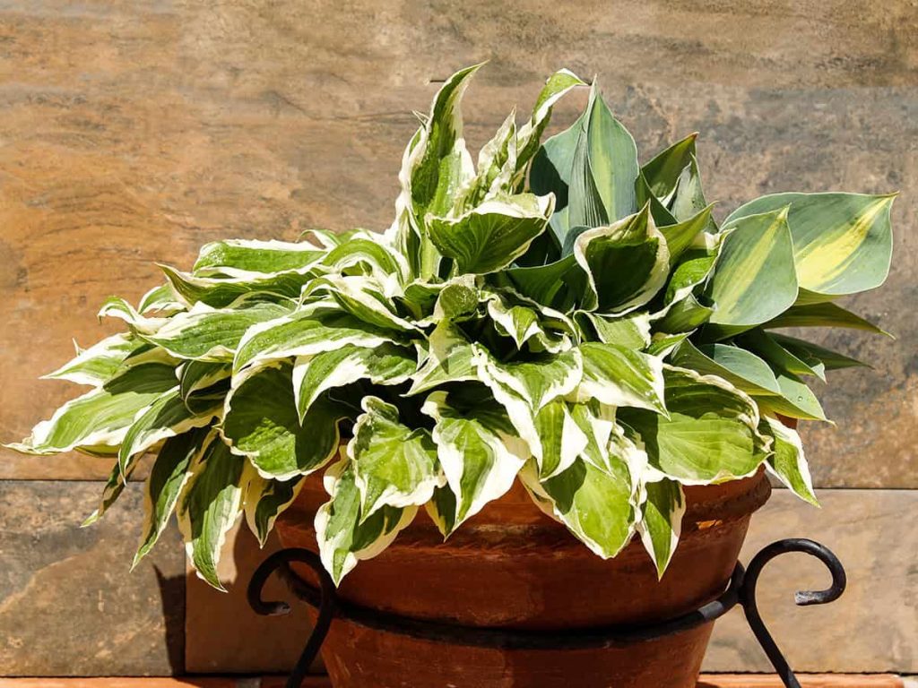 How to Grow and Care For Hosta - Plantglossary