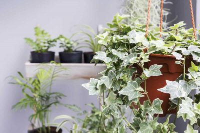 A Complete Care Guide to Ivy Plants - Plantglossary