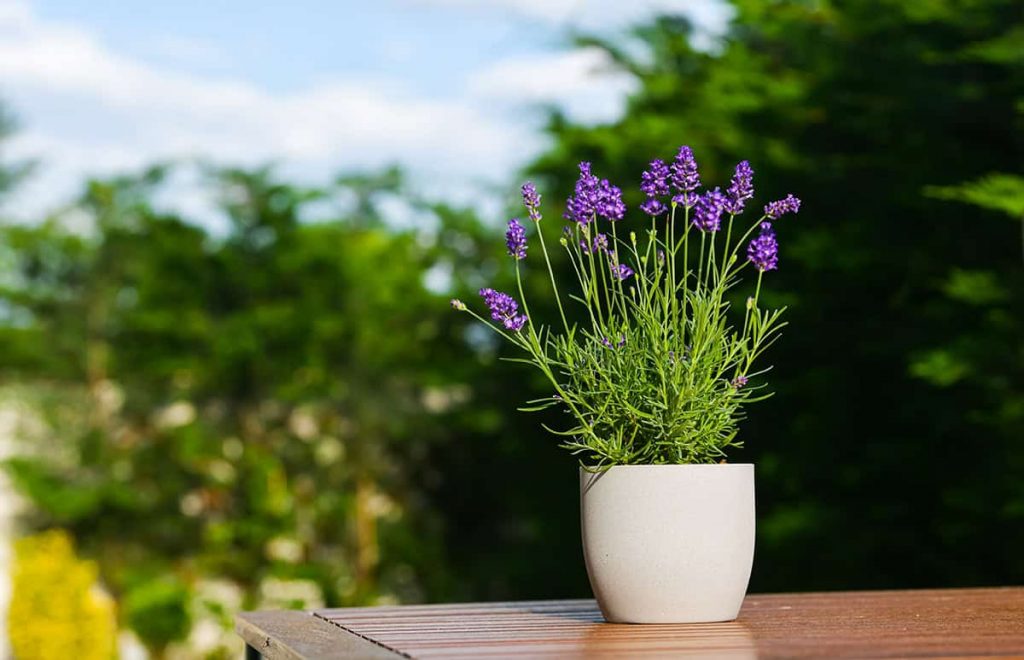 How to Grow and Care for Lavender Plants - Plantglossary