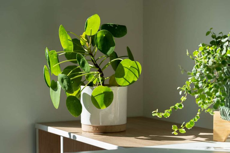How to Care for Pilea Plant - Plantglossary