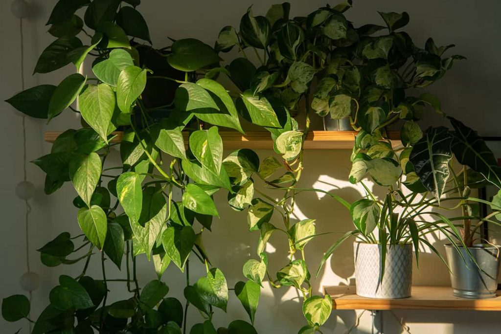 Pothos Basic Care Guide – The Complete Guide - Plantglossary