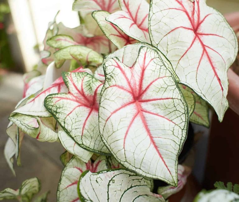 How to Grow and Care For White Christmas Caladium - Plantglossary