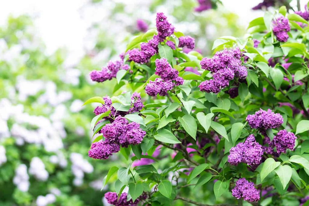 18 Spring Blooming Trees to Enhance Your Landscape - Plantglossary