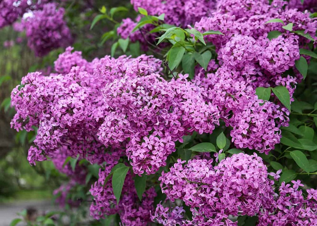 10 Flowers in Season in May – A Guide to Seasonal Blooms - Plantglossary