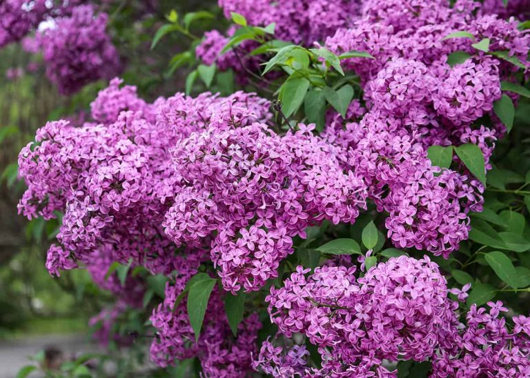 10 Flowers in Season in May – A Guide to Seasonal Blooms - Plantglossary