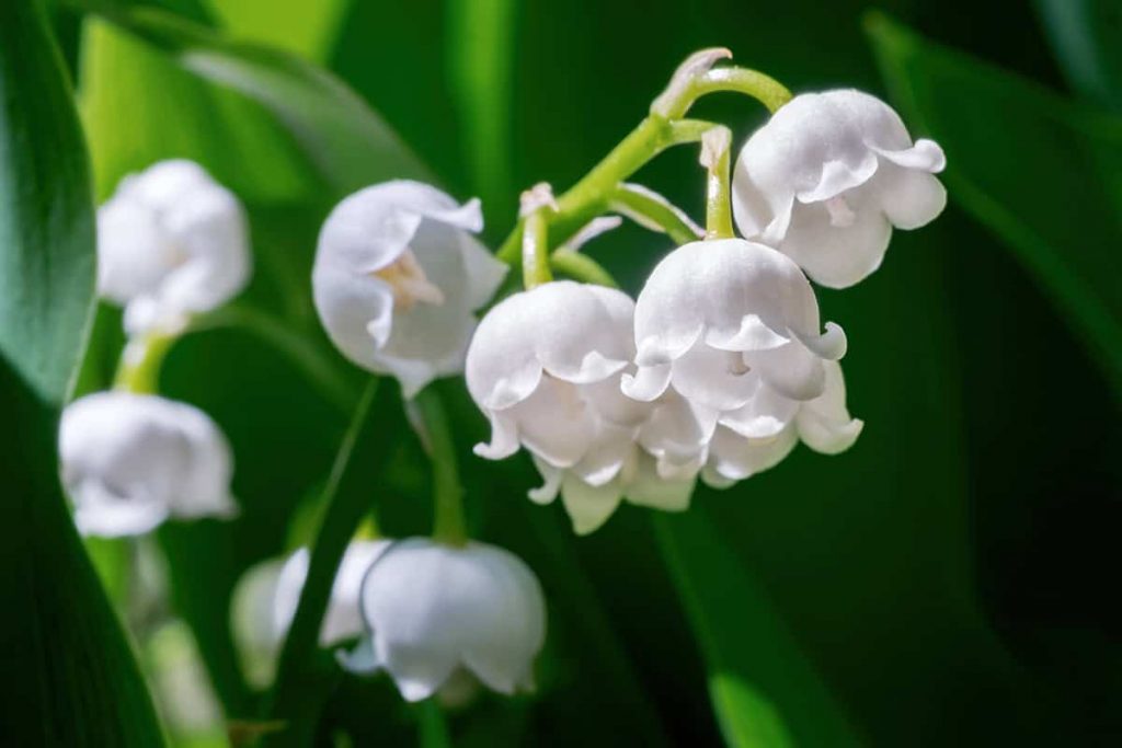 21 Poisonous Plants That Can Harm You - Plantglossary