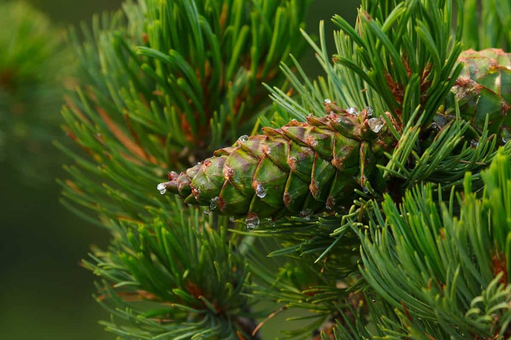 30 Different Types of Pine Trees You Can Grow - Plantglossary