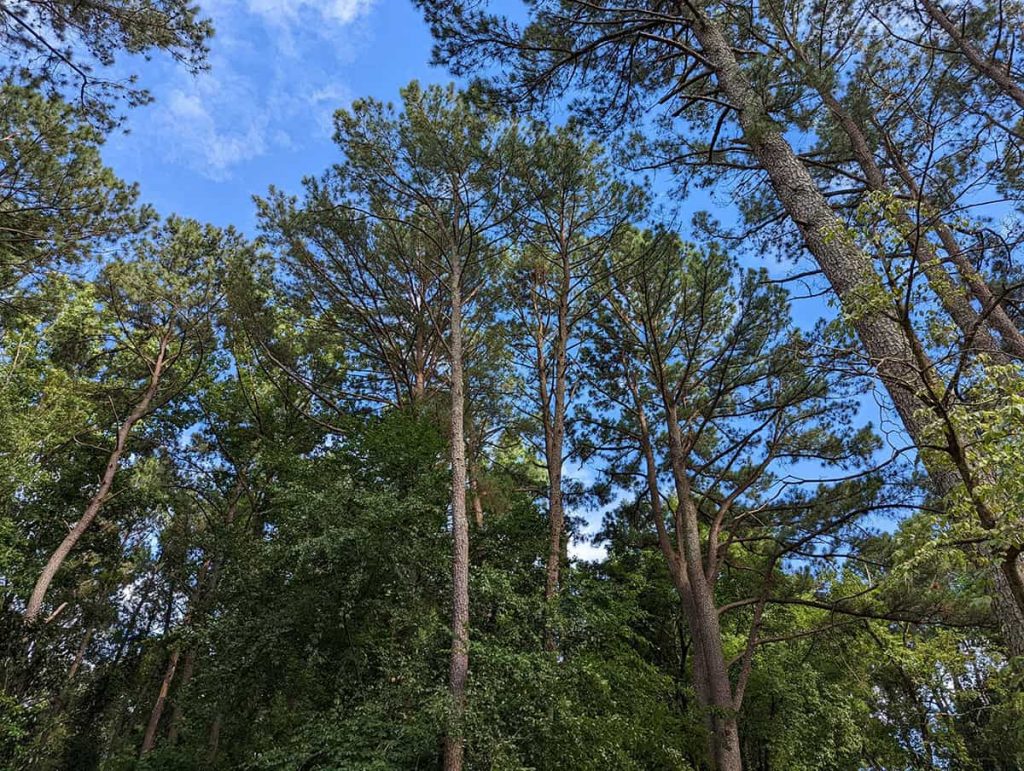 30 Different Types of Pine Trees You Can Grow - Plantglossary