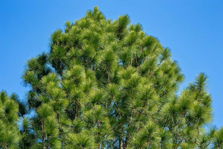 30 Different Types of Pine Trees You Can Grow - Plantglossary