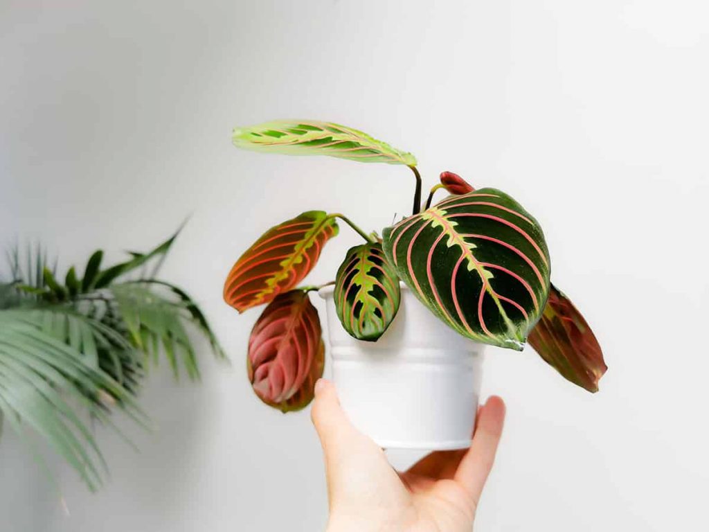 How to Care For and Maintain Prayer Plants - Plantglossary