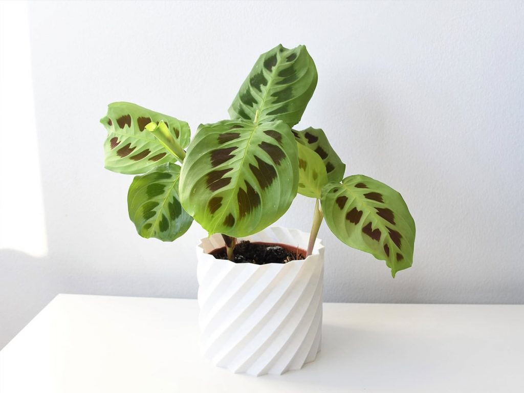 How to Care For and Maintain Prayer Plants - Plantglossary