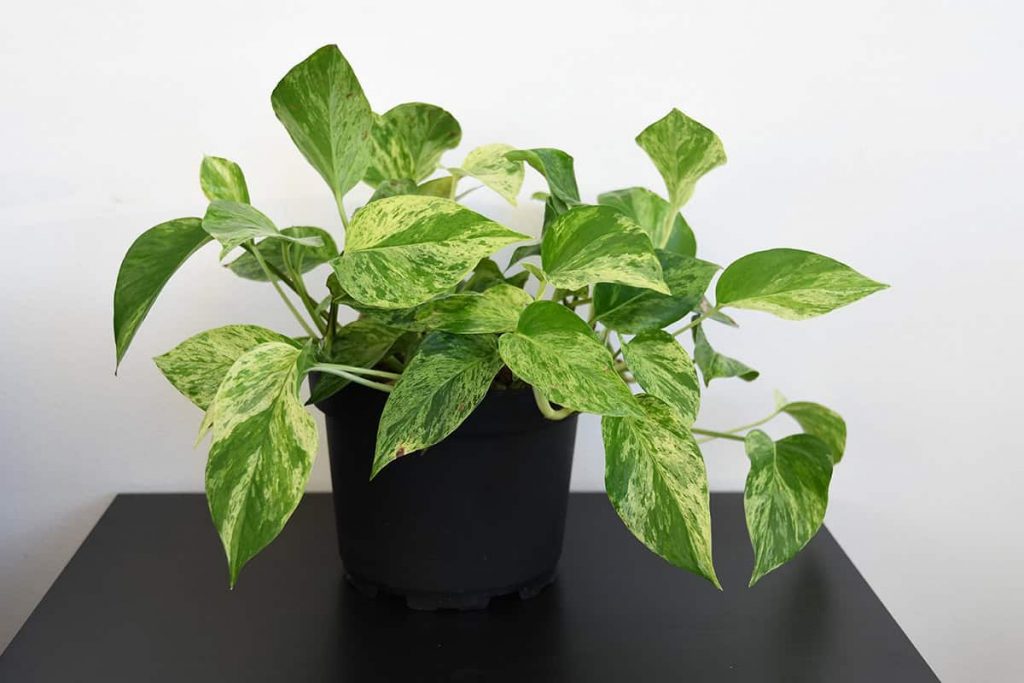 Pothos Basic Care Guide – The Complete Guide - Plantglossary