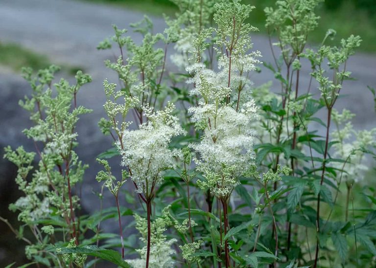 20 Medicinal Wild Plants with Powerful Medicinal Benefits - Plantglossary