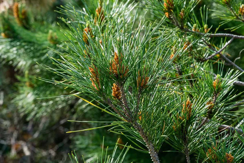 30 Different Types of Pine Trees You Can Grow - Plantglossary
