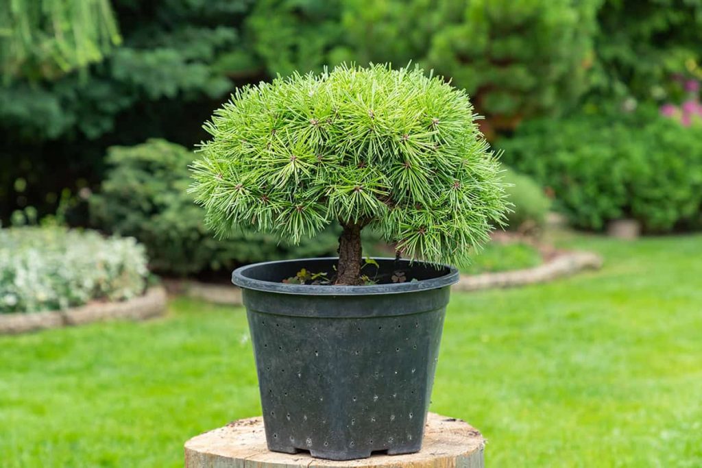 30 Different Types of Pine Trees You Can Grow - Plantglossary